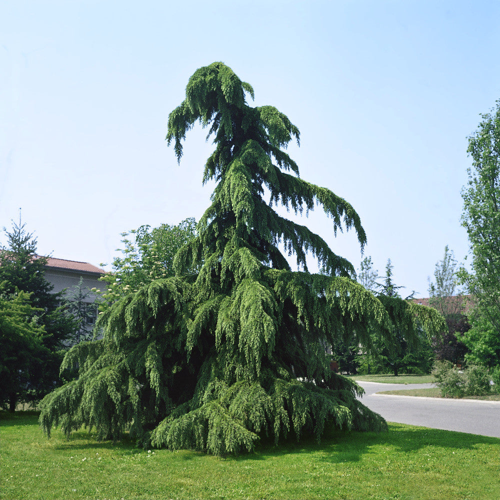 Cedru Himalaya Pendul 2.20 2.50 m Conifere Cedru Promo – Gradina Noastra