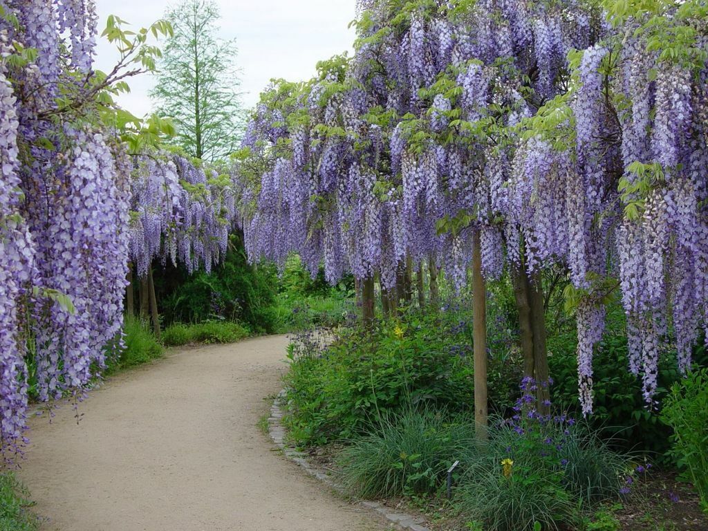 Glicina Chinezeasca Arbore 2 Metri Wisteria Prolific – Gradina Noastra
