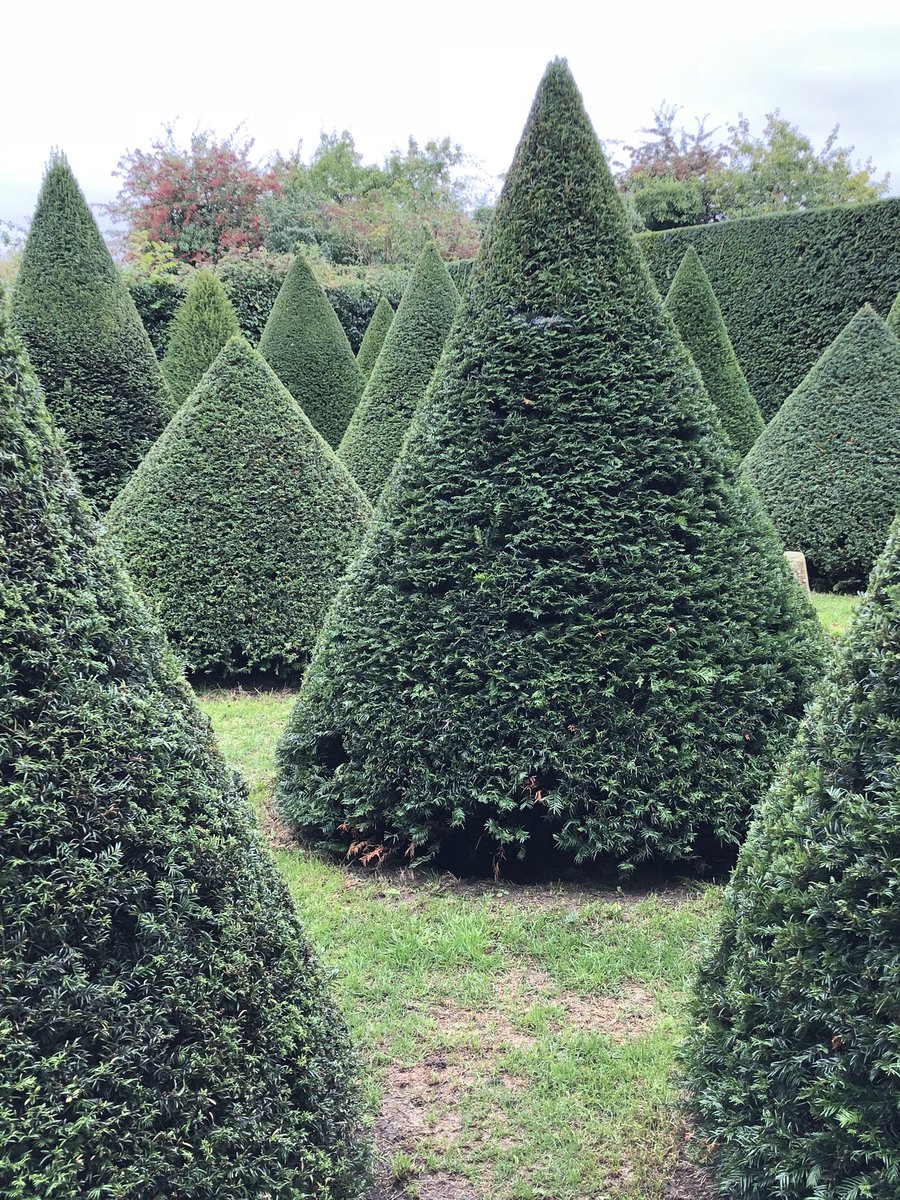 Tisa Piramida Taxus Baccata - Conifere Topiary – Gradina Noastra