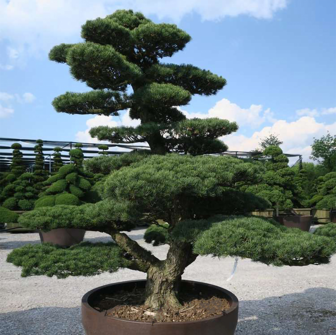 Magazinul tau online de plante din Romania! Cea mai buna calitate ...