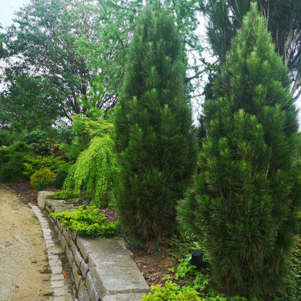 Pin Negru Green Tower Conifere 50 70 Cm Oferta – Gradina Noastra