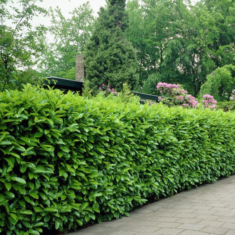 Magazinul tau online de plante din Romania! Cea mai buna calitate ...