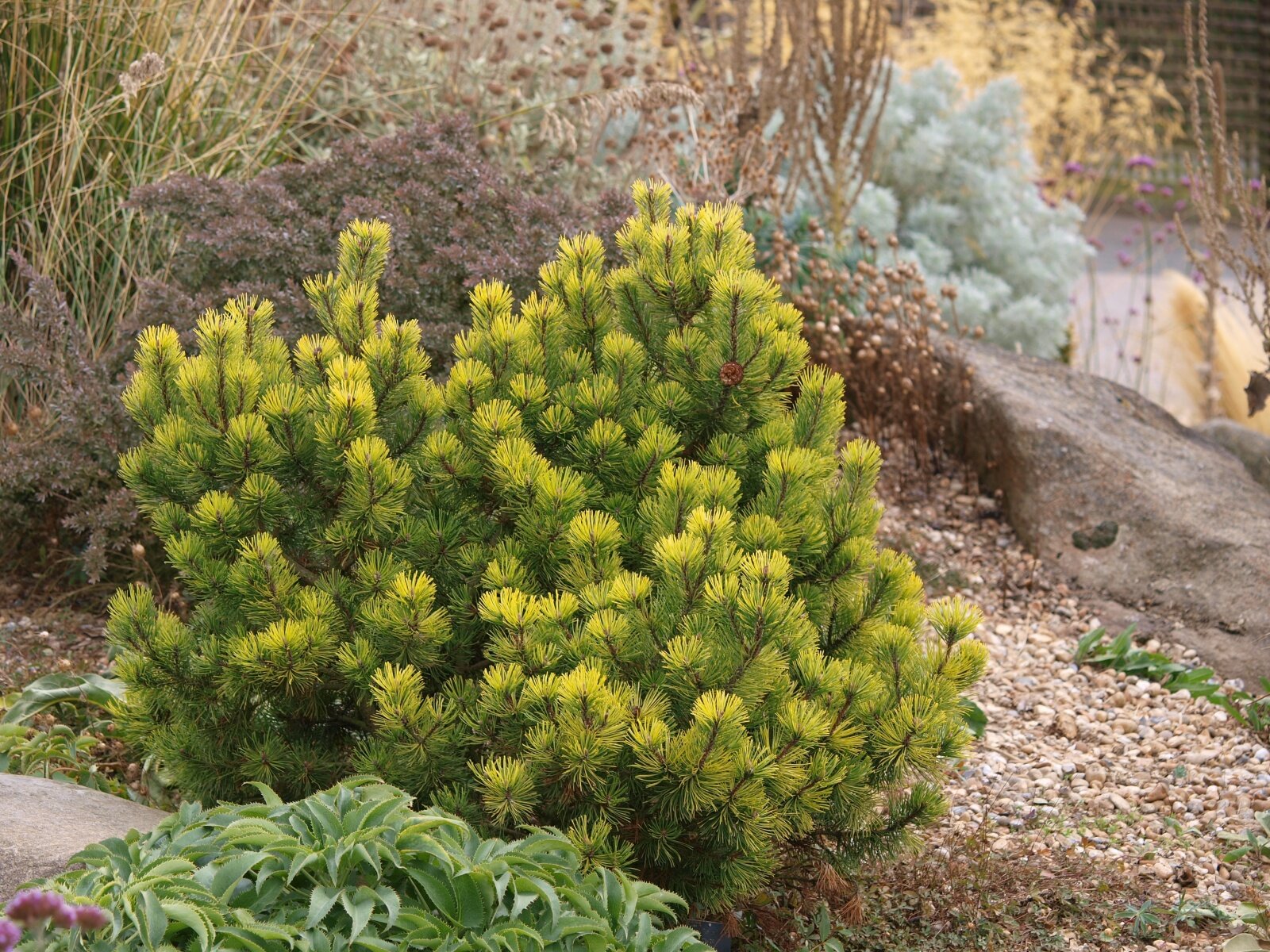 Pin Pitic Ophir 0.25-0.30 m | Conifere - Pinus Oferta – Gradina Noastra