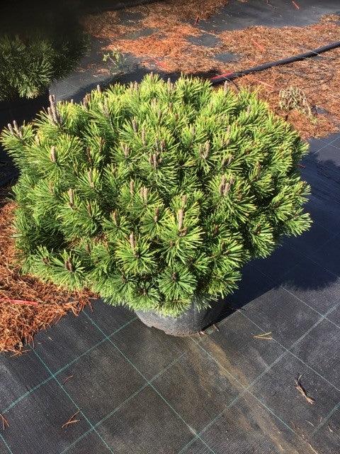 Pin pitic "Mughus" 0.30 m - 0.40 m / Pinus mugo "Mughus" / – Gradina ...