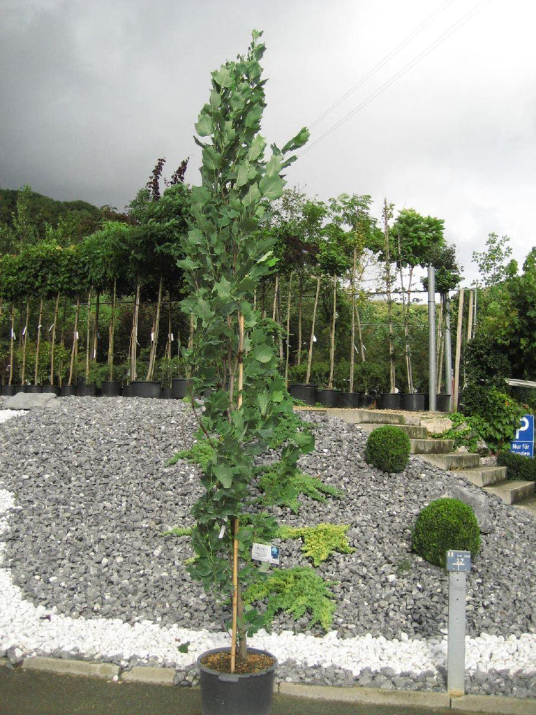 Arborele lalea columnar 2.50 - 3.50 m / Liriodendron tulipifera "Fasti ...