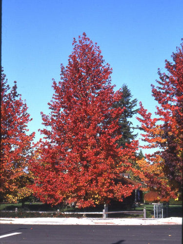 Arbori Ornamentali – Gradina Noastra